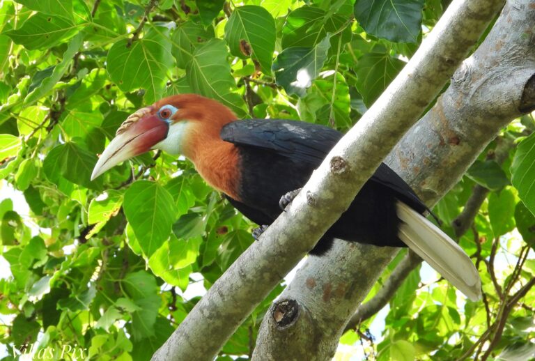 How to Visit Narcondam Island - Permit & Others Details